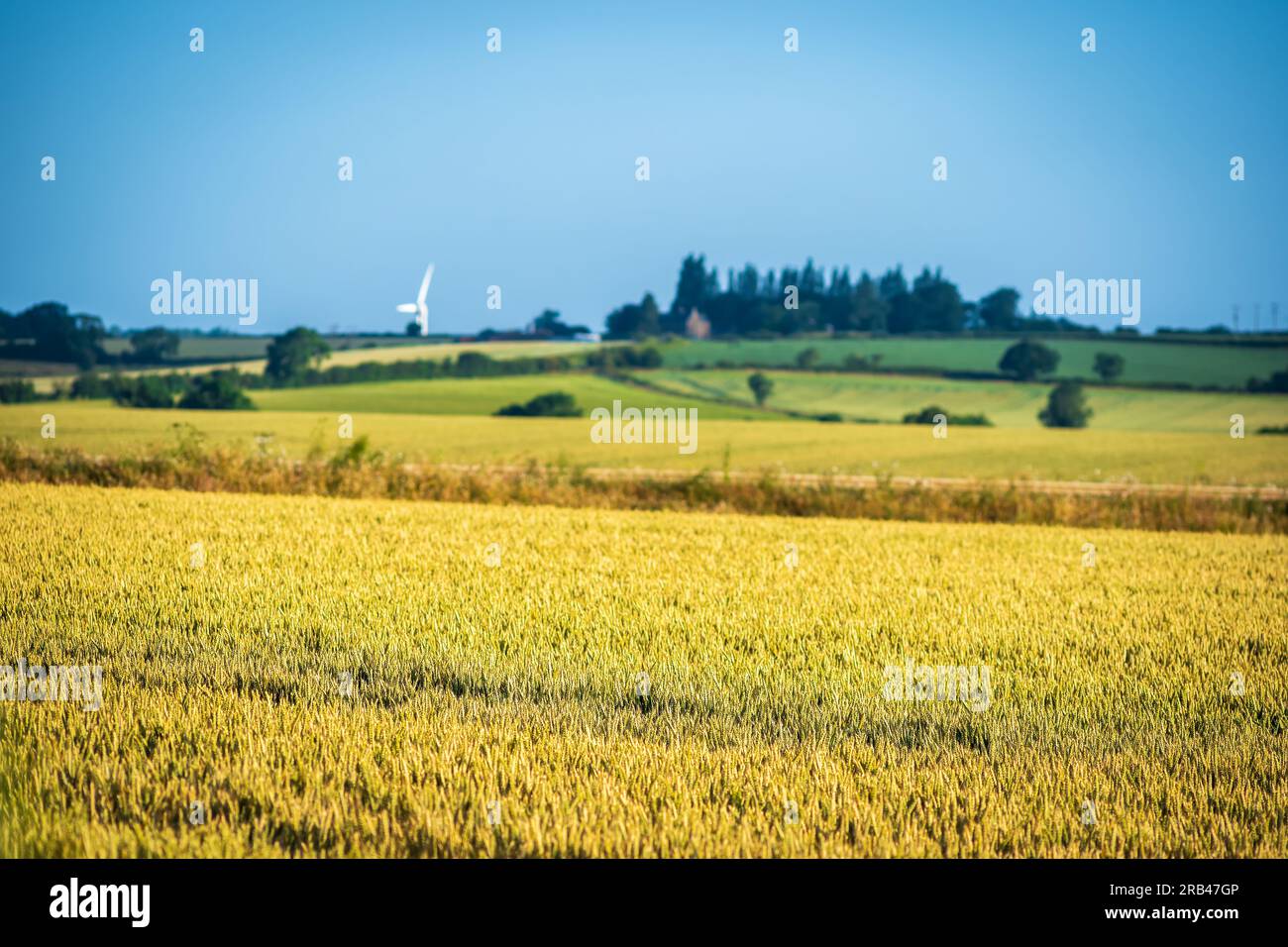 agricultural farm crop fields in england uk Stock Photo - Alamy