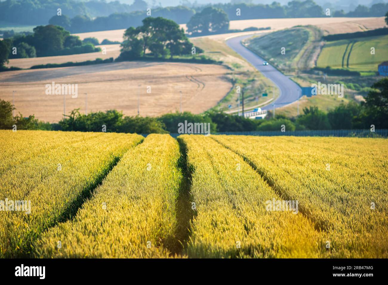 agricultural farm crop fields in england uk Stock Photo - Alamy