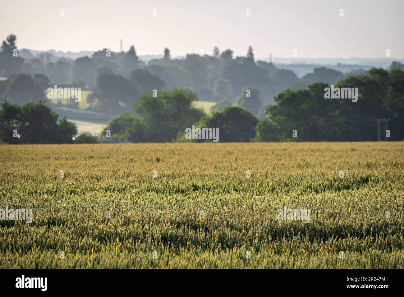 agricultural farm crop fields in england uk Stock Photo - Alamy