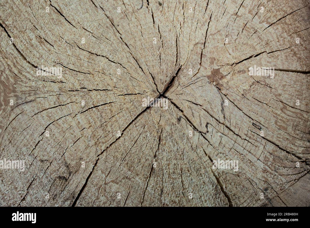 drying wood log, tree section with cracks and fungi marks, abstract ...
