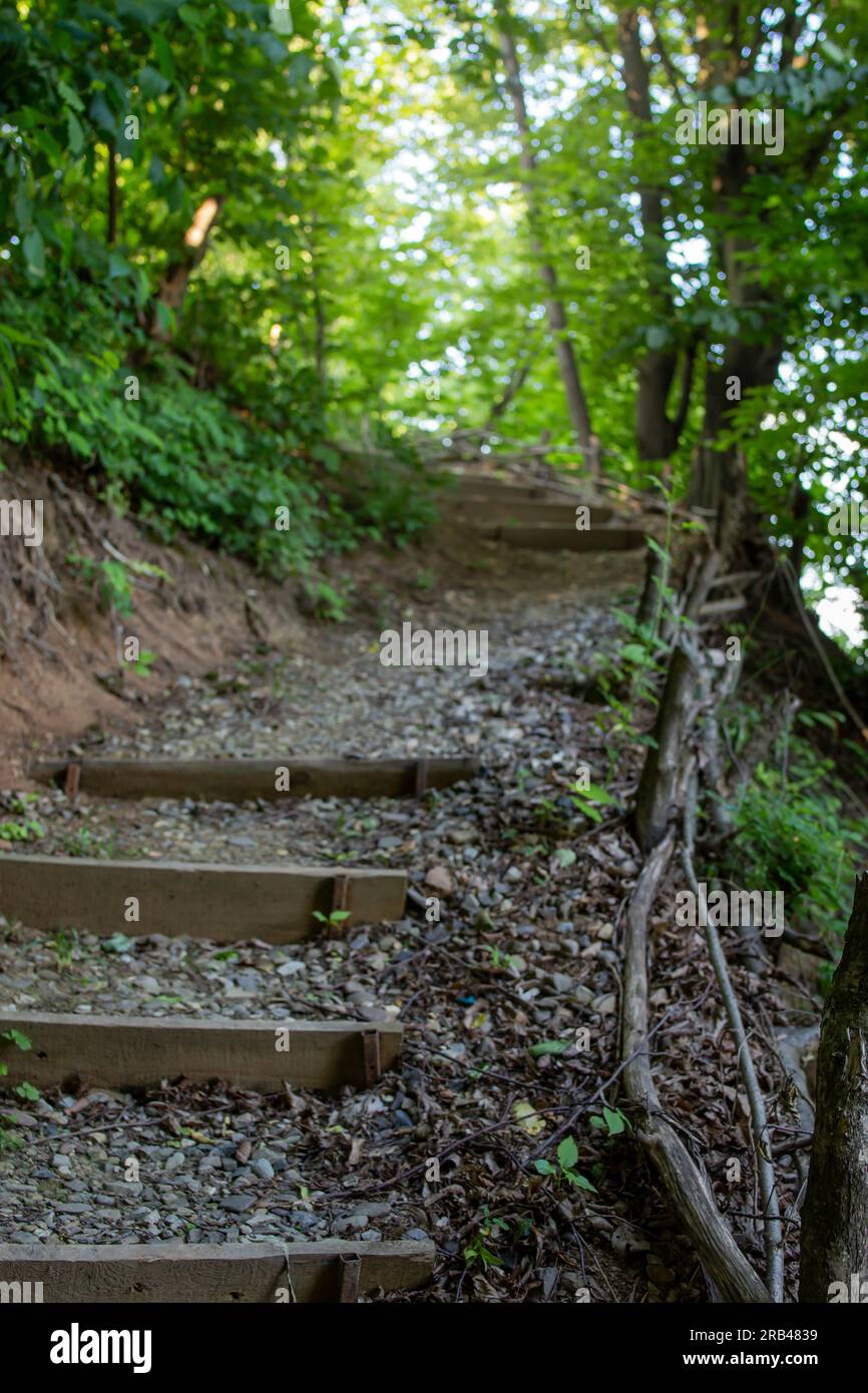 trail path uphill thru the forest, eco tourism background Stock Photo ...