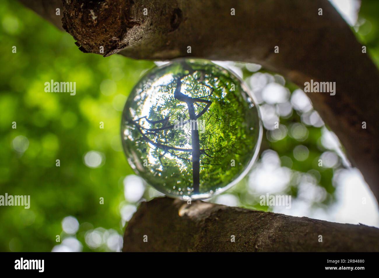 Bubble Inside A Tree Bubble Inside A Tree