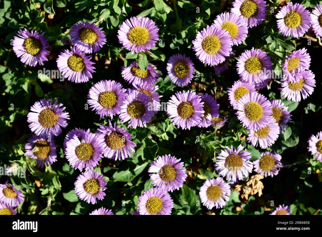 Gardens hi res hi-res stock photography and images - Alamy