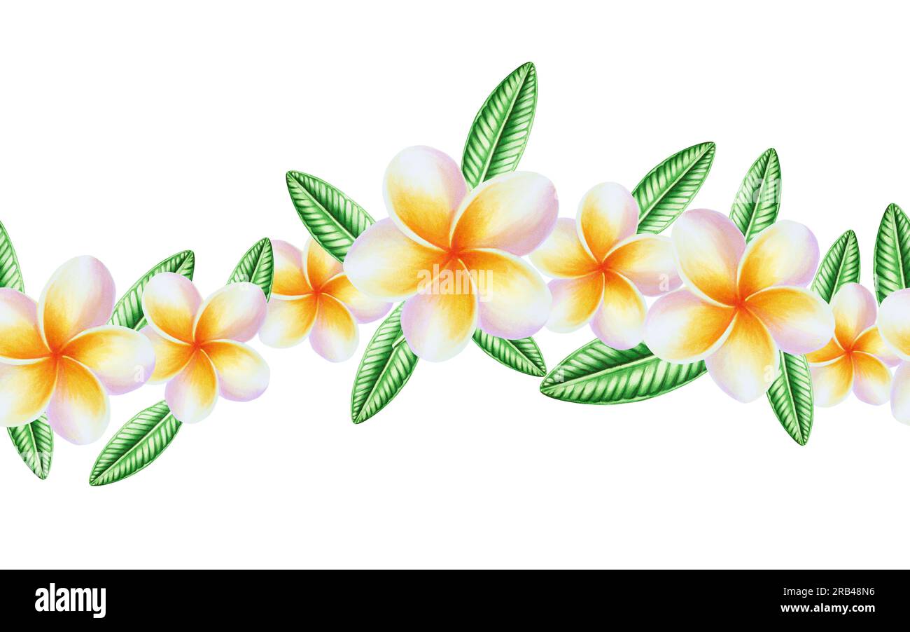 Watercolor seamless border realistic tropical illustration of plumeria ...