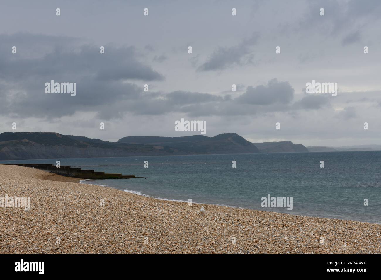 Seagull on Pebble Beach Lyme Bay Lyme Regis Dorset England uk Stock ...