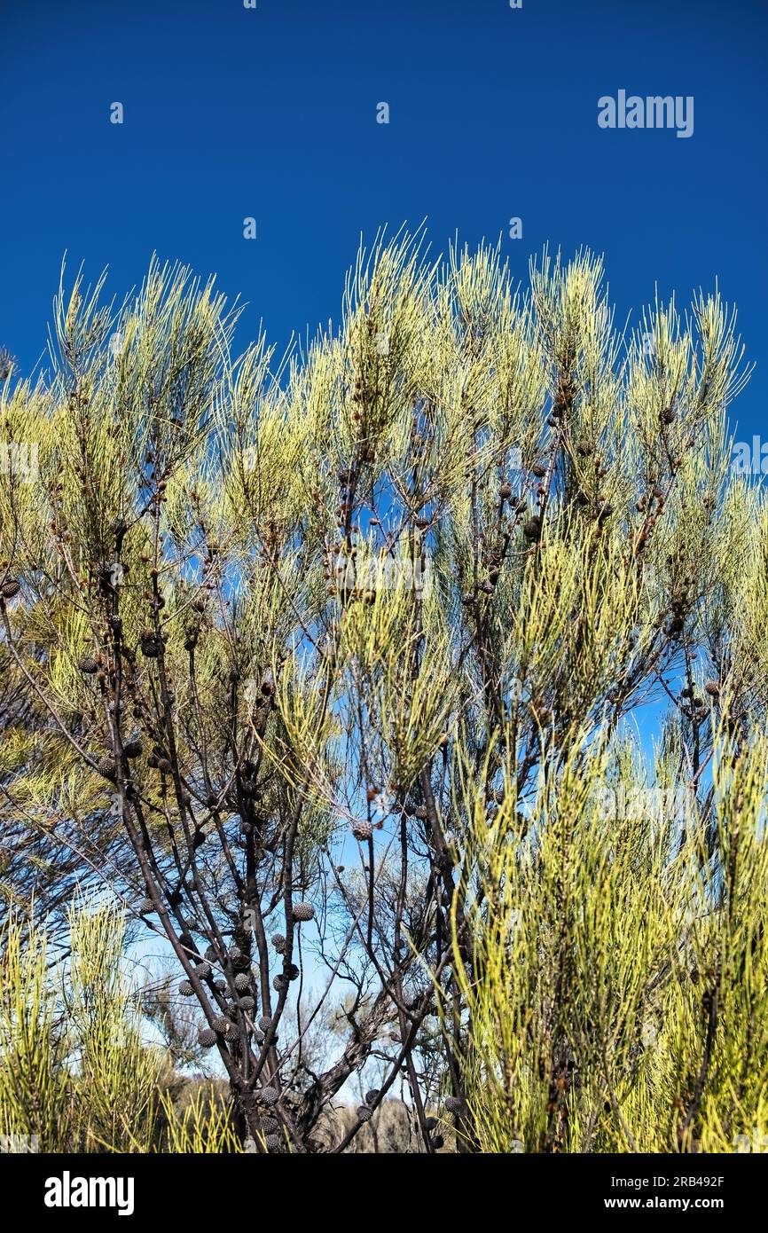 She oak tree hi-res stock photography and images - Alamy