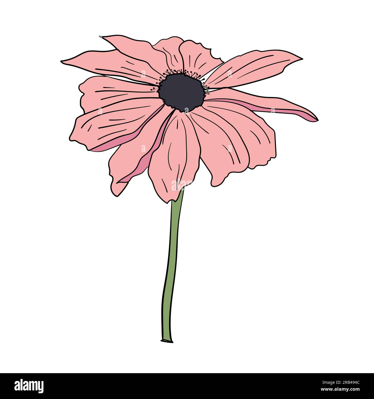 Garden flower. Vector illustration. Botanical drawing of flowering ...