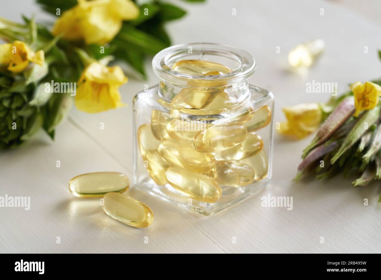 A bottle with capsules of evening primrose oil with fresh Oenothera ...