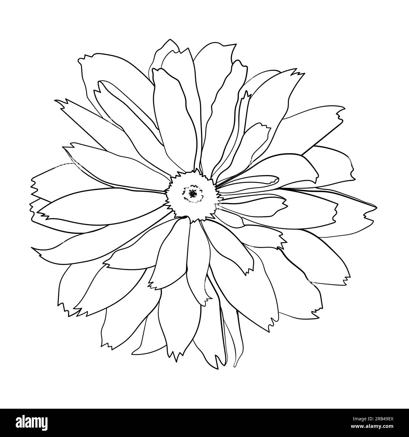 Garden flower. Vector illustration. Botanical drawing of flowering ...