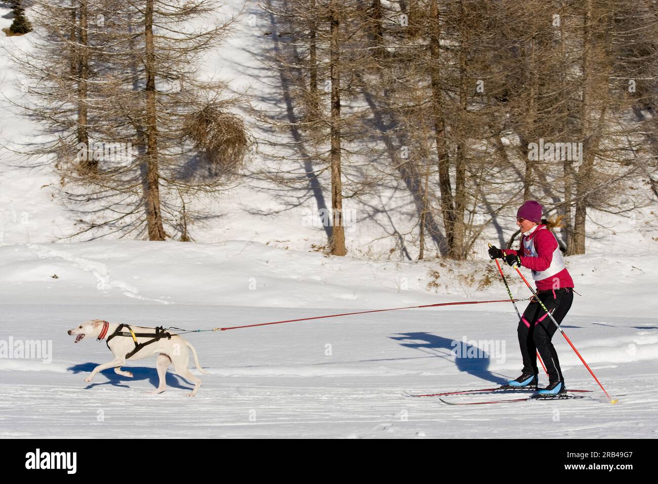Ski dogs hi-res stock photography and images - Alamy