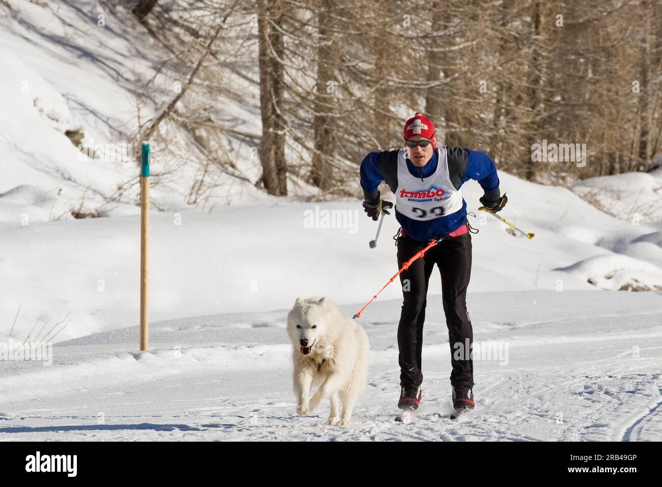 Ski dogs hi-res stock photography and images - Alamy