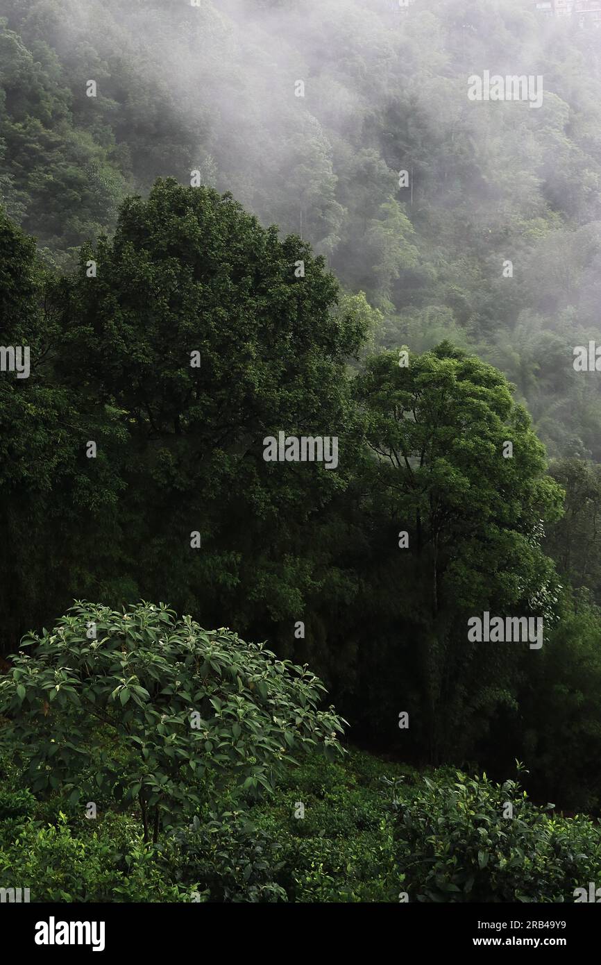 lush green tropical misty rainforest or cloud forest, that store water ...