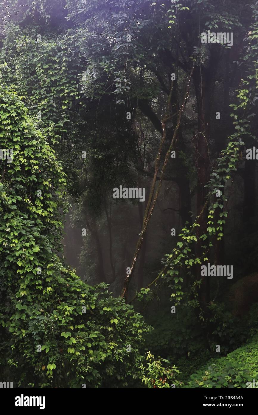 neora valley national park, the lush green and dense tropical ...