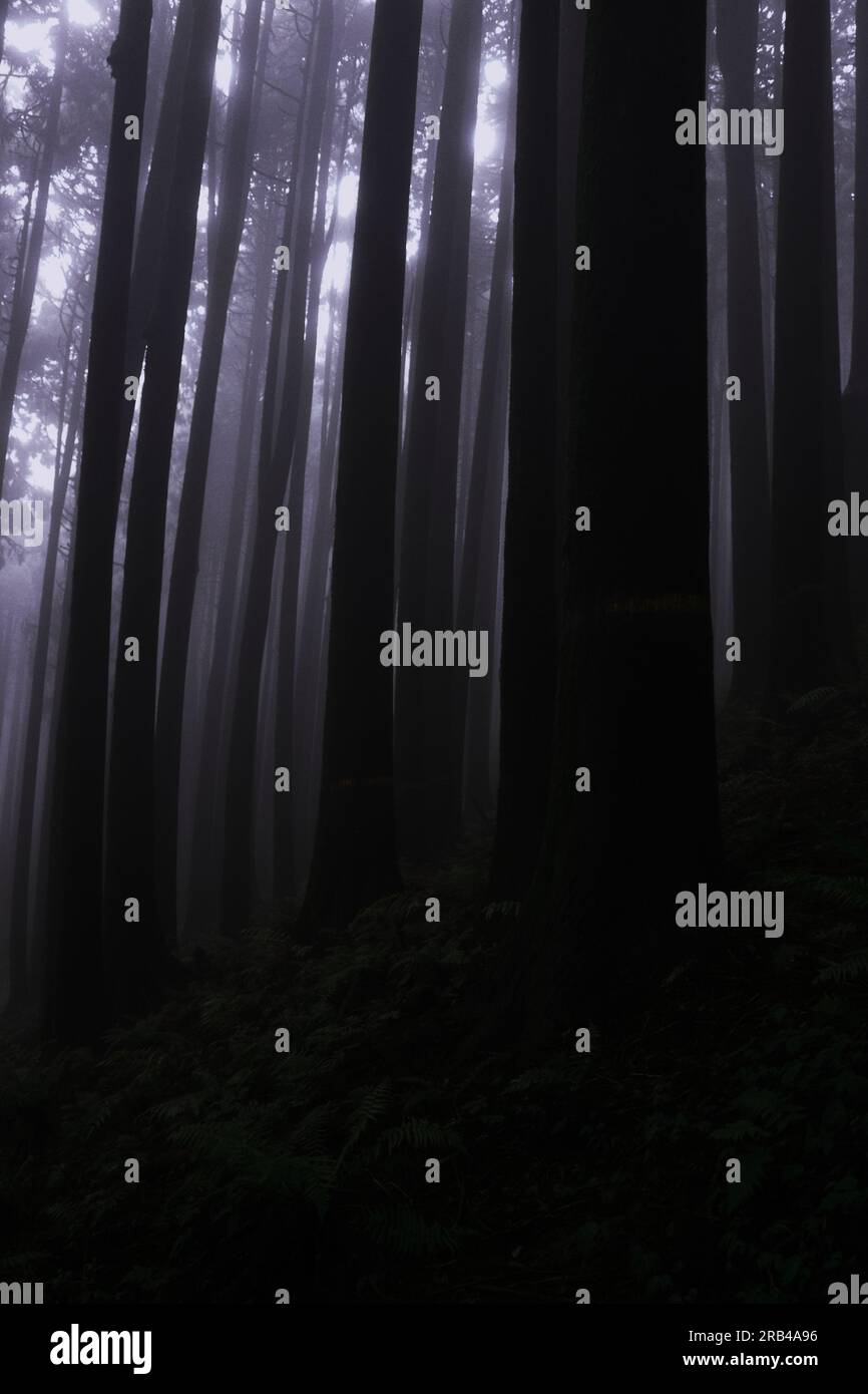 dark, foggy and misty pine forest of lepcha jagat, the beautiful ...