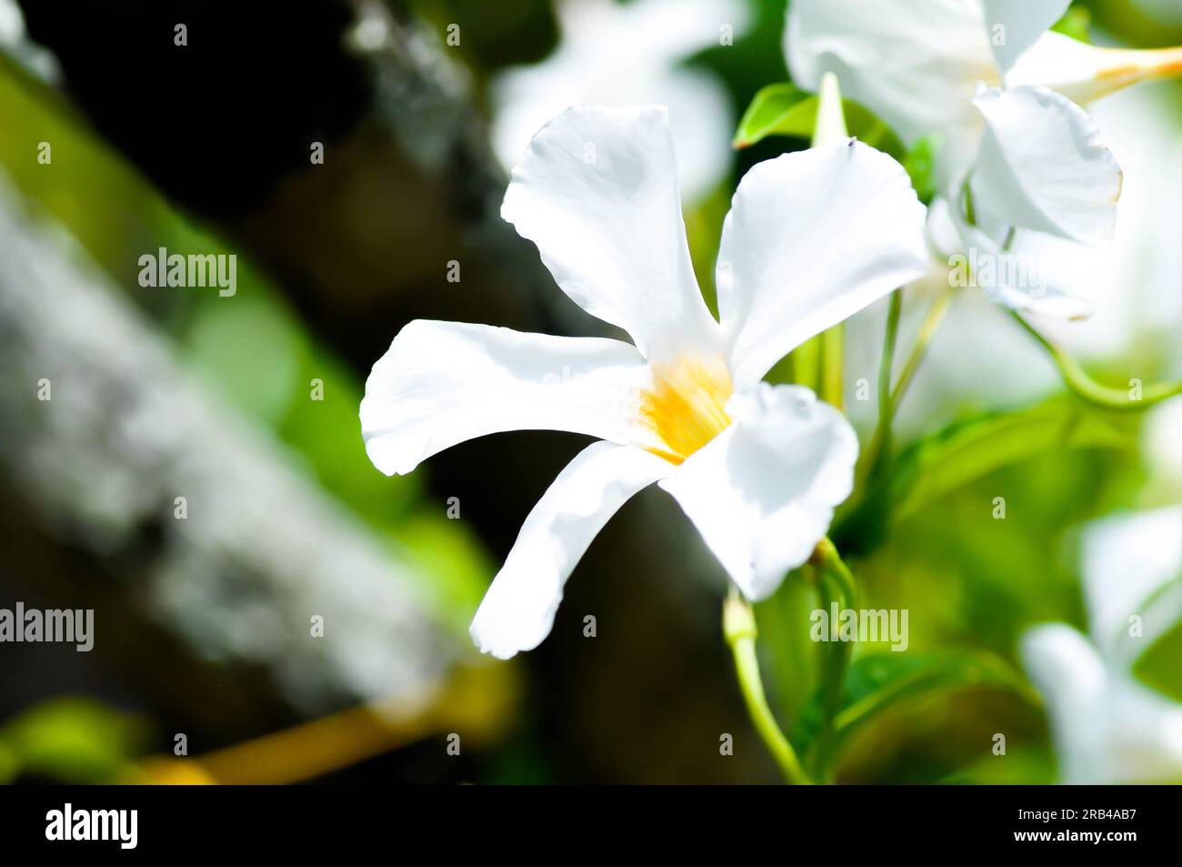 Mandevilla Vine, Rose Dipladenia or Mandevilla x amabilis or Hort Buck ...