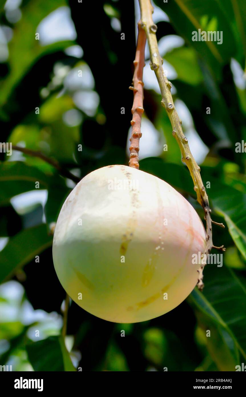 Mano orchard hi-res stock photography and images - Alamy