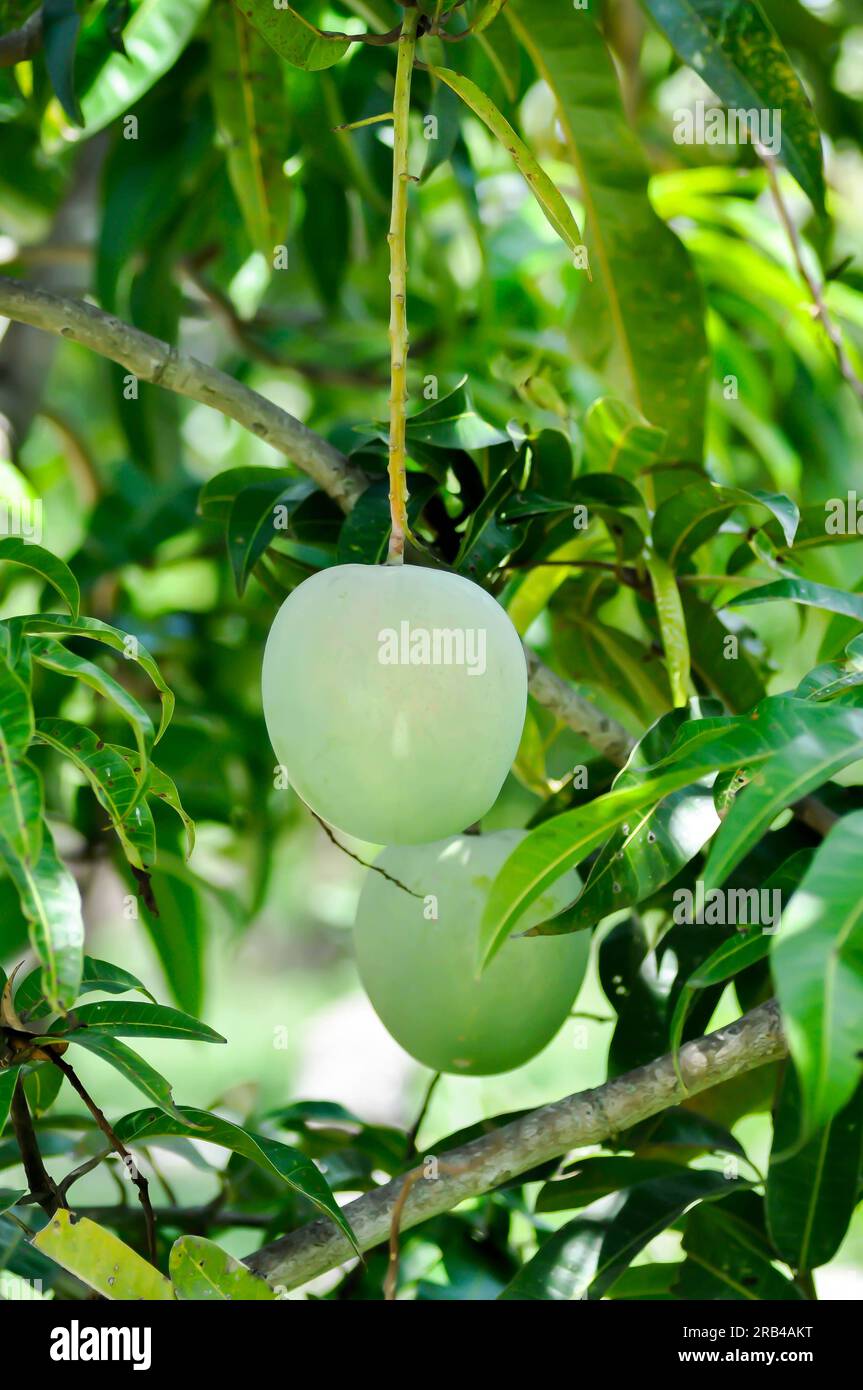 Mangifera indica, mango or mango seed on mango tree Stock Photo - Alamy
