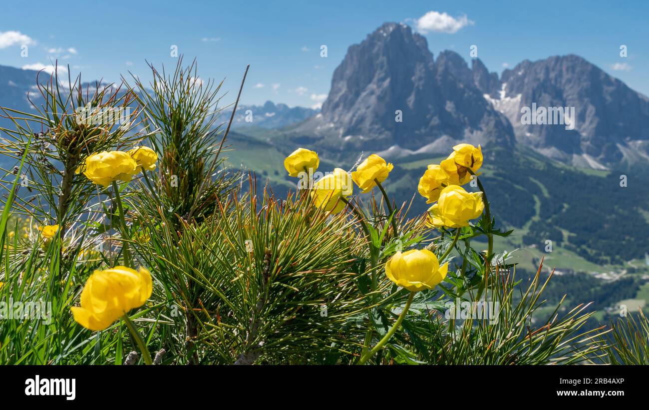 Yellow flowers in the meadows in front of the Langkofel / Sassolungo ...
