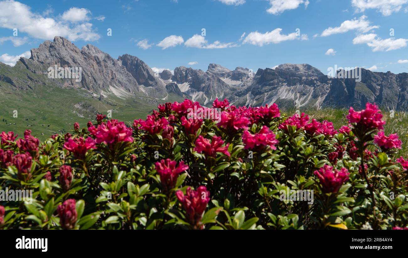 Colorful plants in the Geislerspitzen mountains (Gruppo delle Odle) in ...