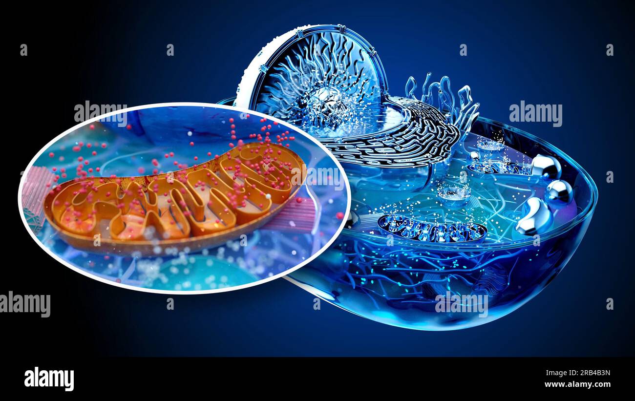 4K abstract illustration of the biological cell and the mitochondria ...