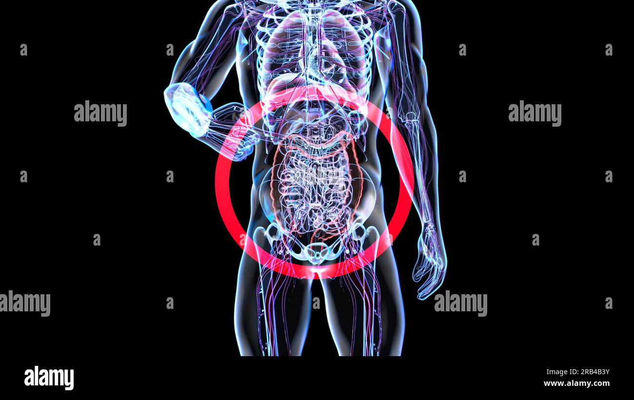 Abstract 3d anatomy view of the gut Stock Photo - Alamy