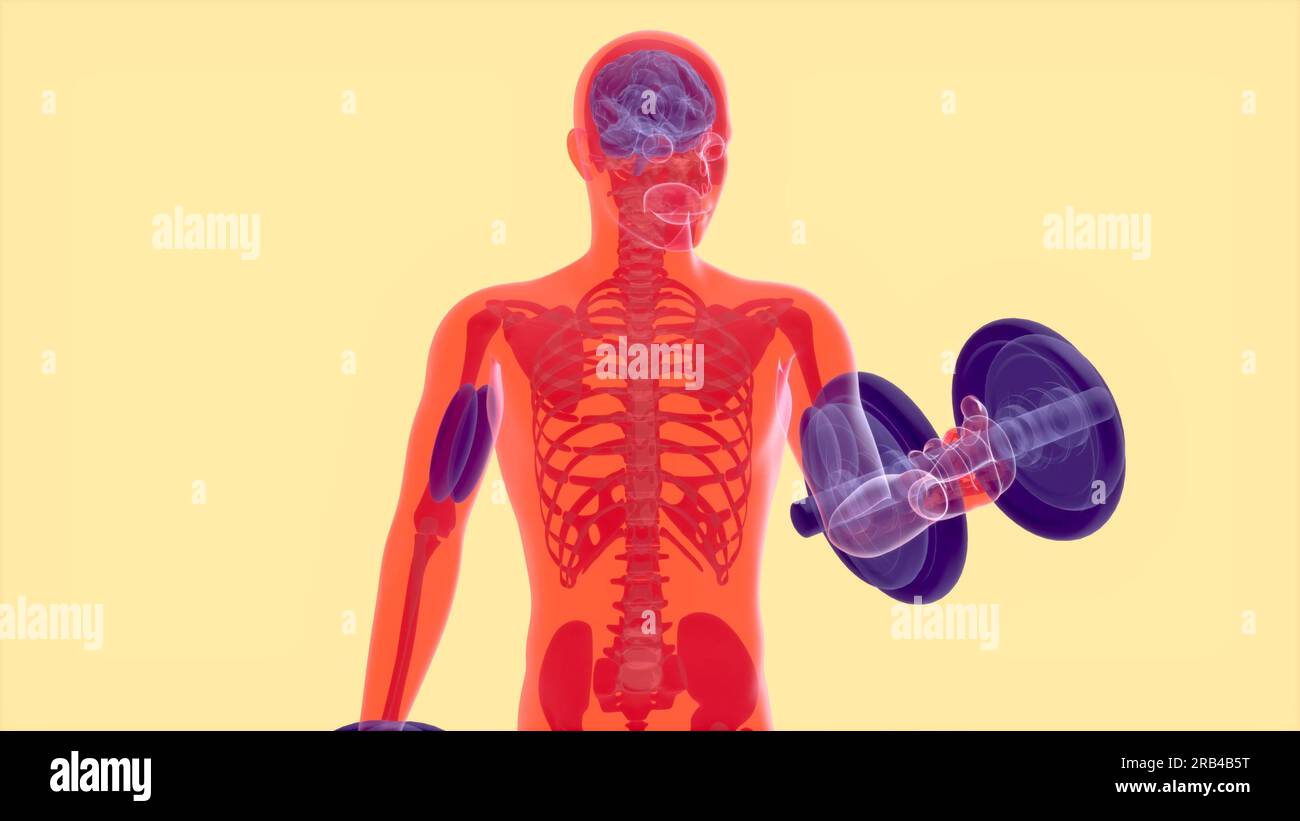 Biceps and brain hi-res stock photography and images - Alamy