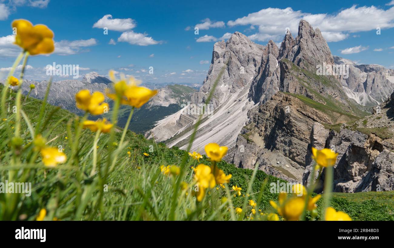 Yellow flowers in the meadows in front of the Geislerspitzen mountains ...