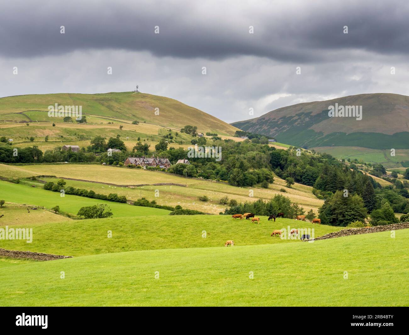 Cows near Lowgill in the Lune Valley in the Howgills, Cumbria, UK Stock ...
