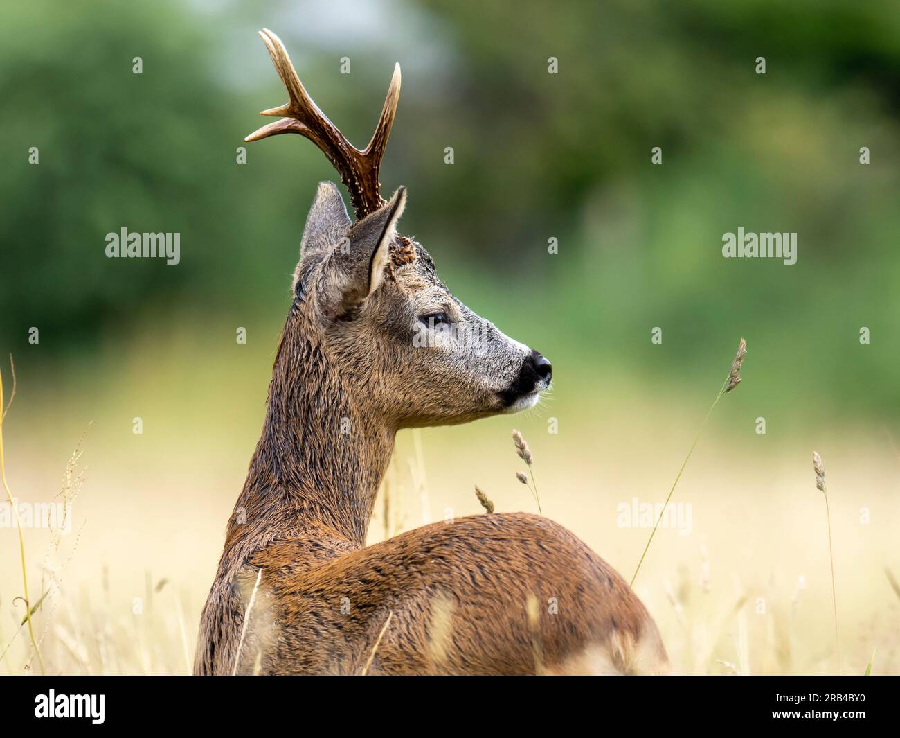 A Roe Deer, Capreolus capreolus stag in Ambleside, Lake District, UK ...