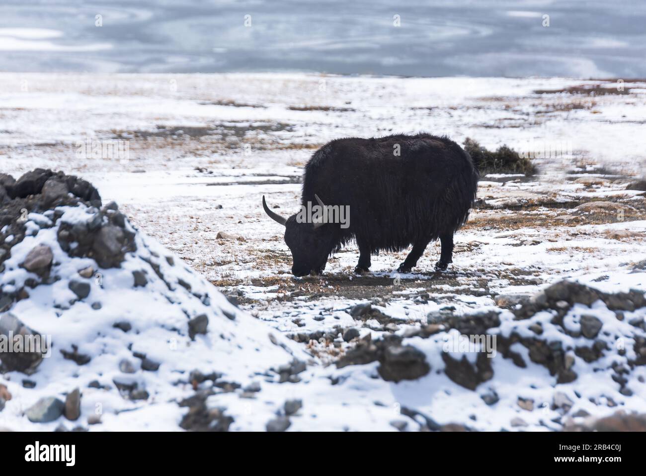 Yak forage on the snow at the world's highest salt lake, Leh, India ...