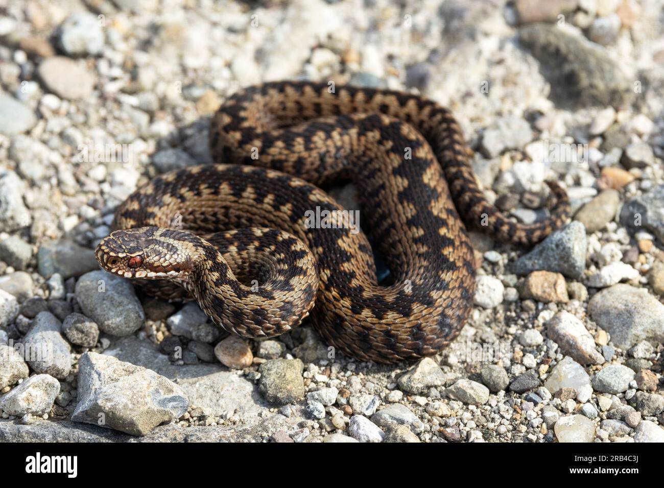 Adder uk fang hi-res stock photography and images - Alamy