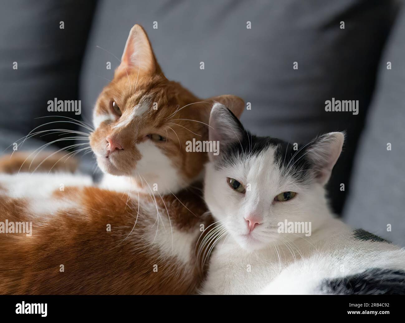 Detleff wolff hi-res stock photography and images - Alamy