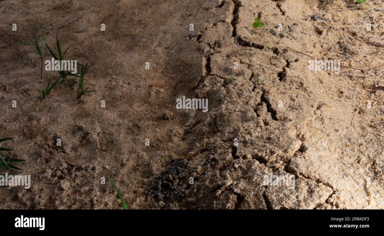 Damage from voles building their tunnels under the ground Stock Photo ...
