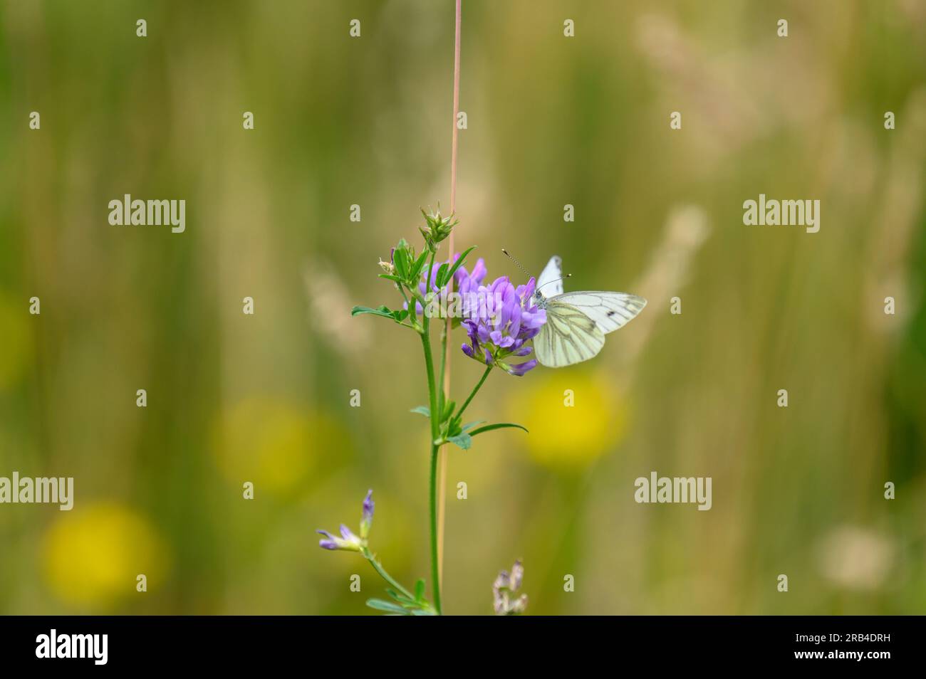 Green-veined White butterfly Stock Photo - Alamy