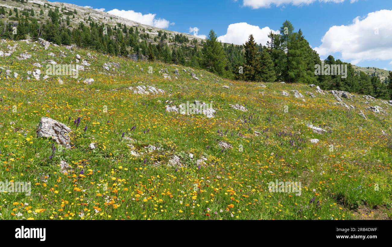 Beautiful mountain landscape at the Plätzwiese / Prato Piazza in the ...