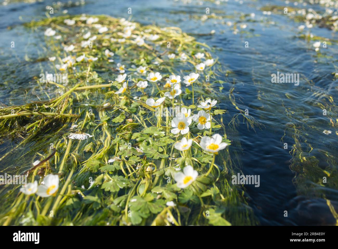 Flowering common water-crowfoot growing in the River Teifi at Gogoyan ...