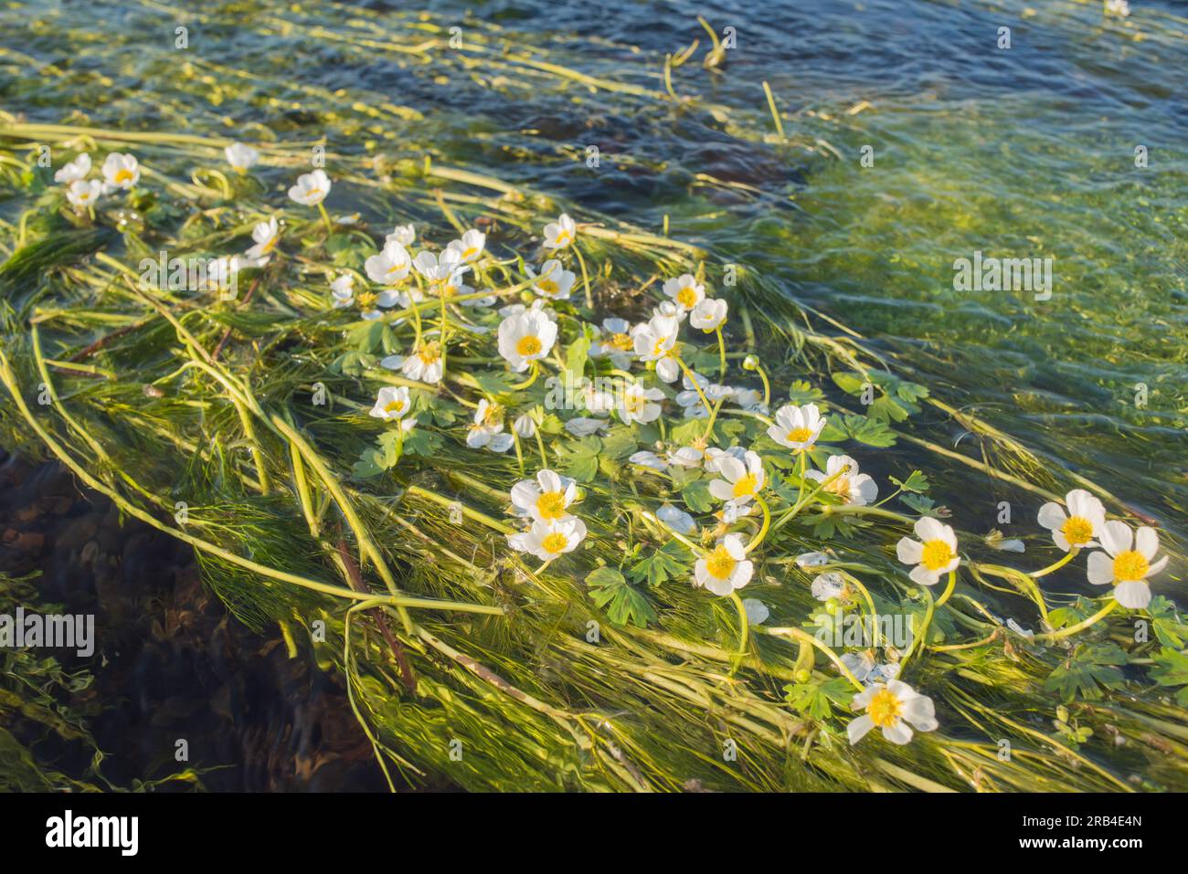 Flowering common water-crowfoot growing in the River Teifi at Gogoyan ...