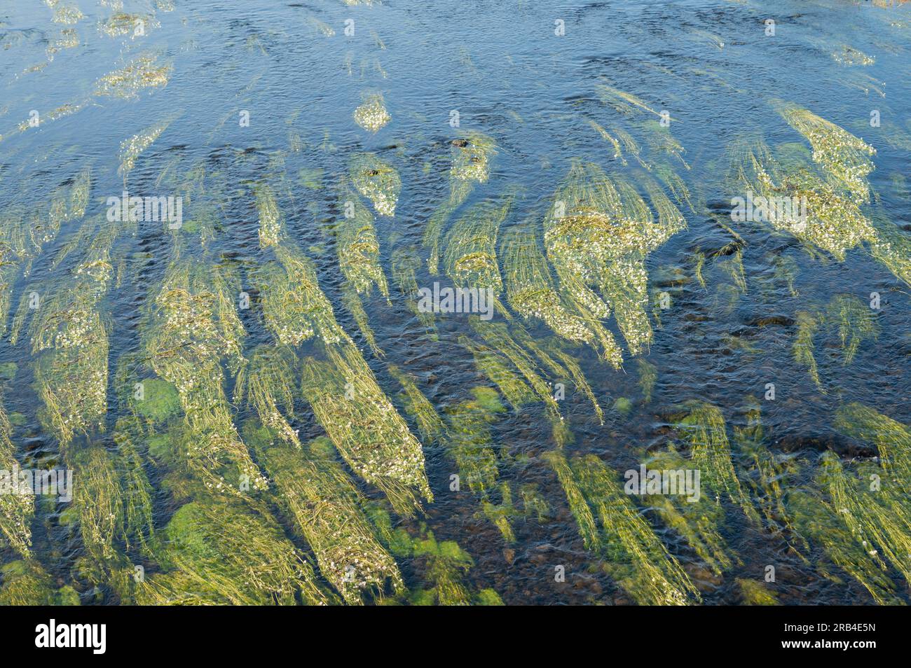 Flowering common water-crowfoot growing in the River Teifi at Gogoyan ...