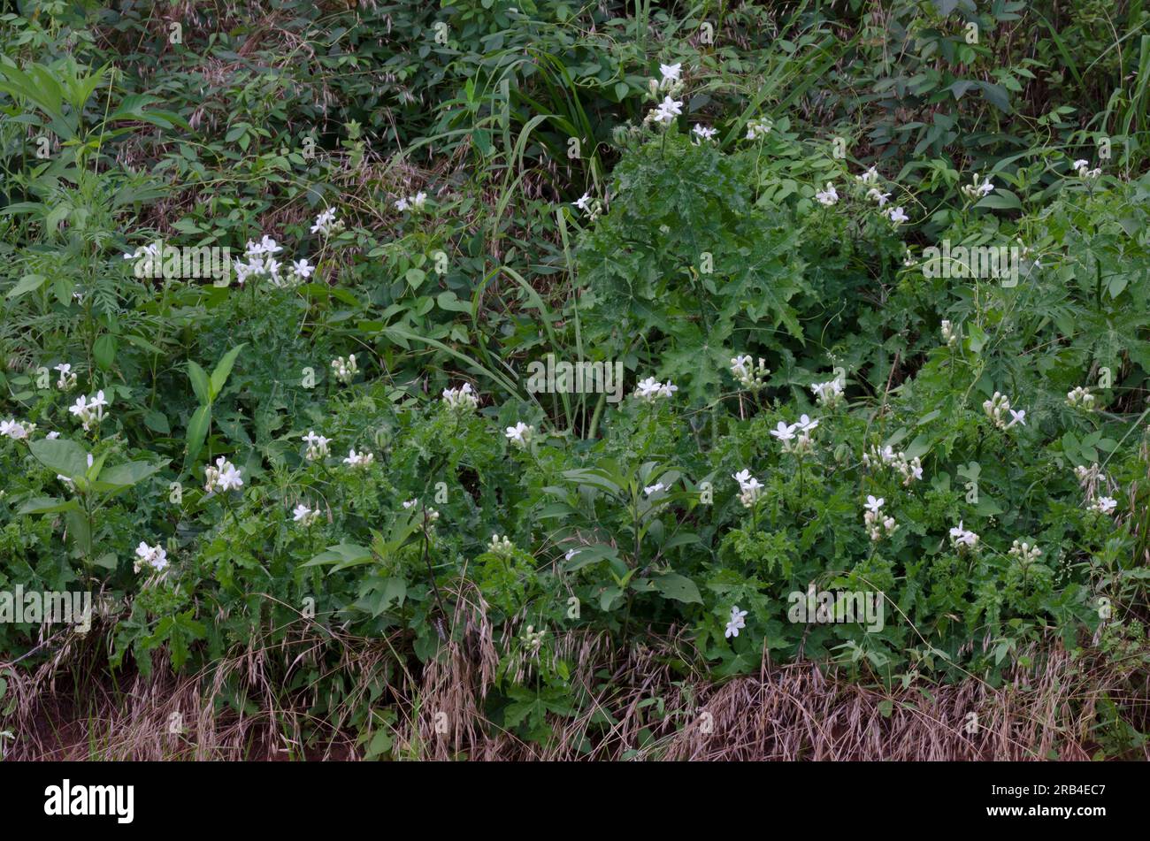 Texas Bullnettle, Cnidoscolus texanus Stock Photo - Alamy