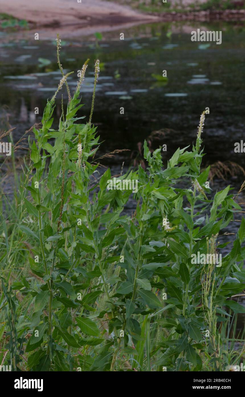 Velvetweed, Oenothera curtiflora Stock Photo - Alamy