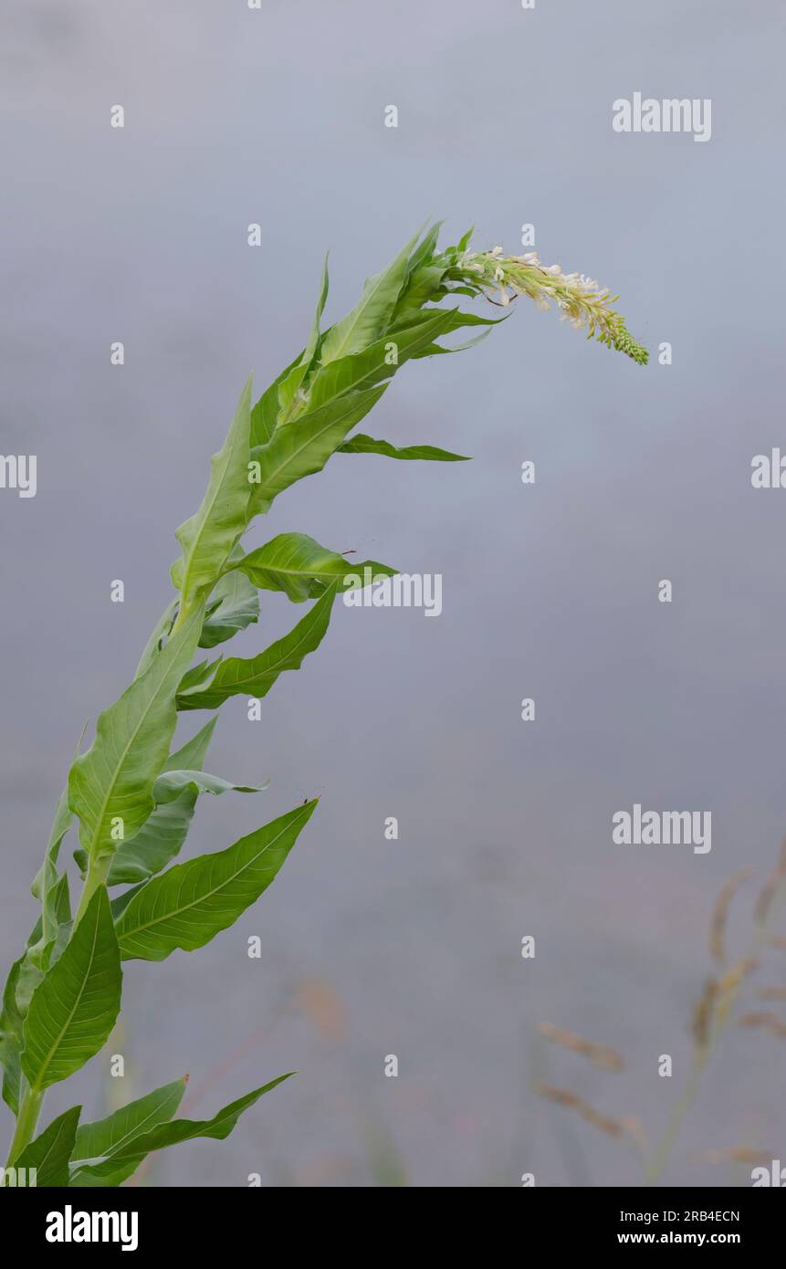 Lizard tail gaura hi-res stock photography and images - Alamy