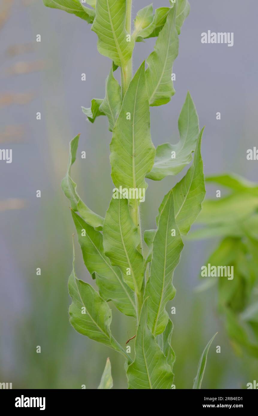 Velvetweed, Oenothera curtiflora, leaves and stem Stock Photo - Alamy