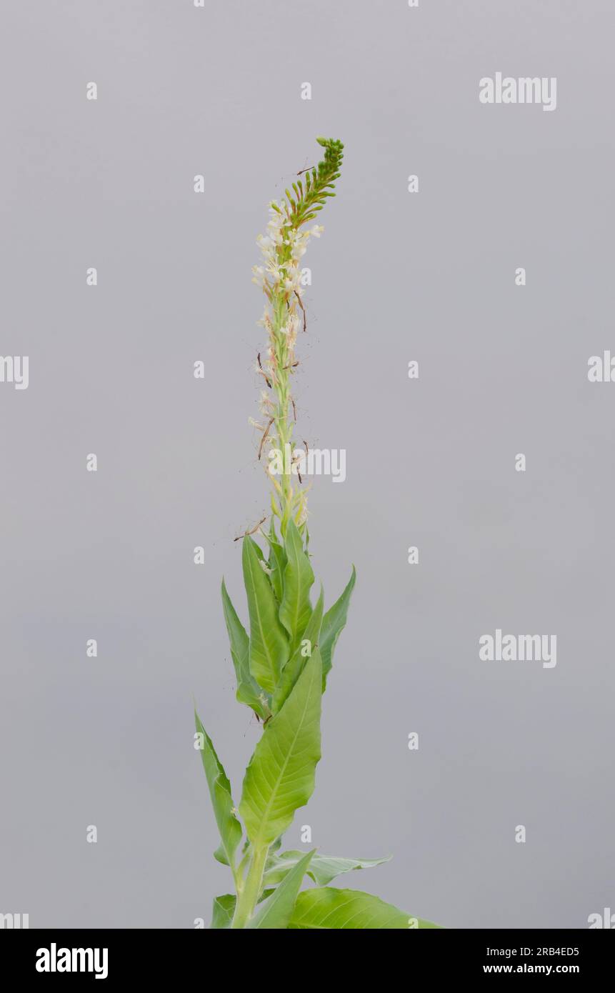 Velvetweed, Oenothera curtiflora Stock Photo - Alamy