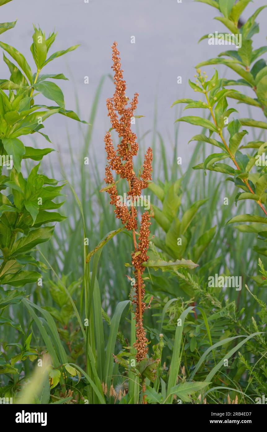 Curly Dock, Rumex crispus, fruit Stock Photo - Alamy