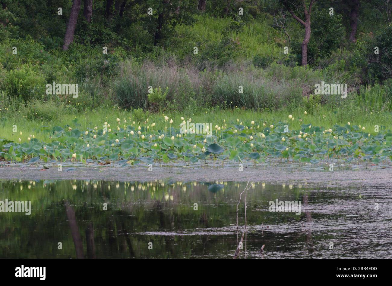 American lotus, Nelumbo lutea Stock Photo - Alamy