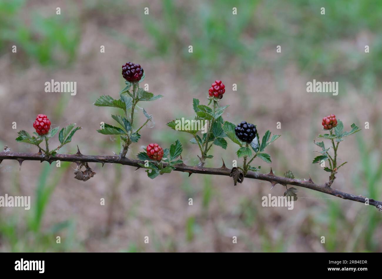 Bramble, Rubus sp., fruit Stock Photo - Alamy