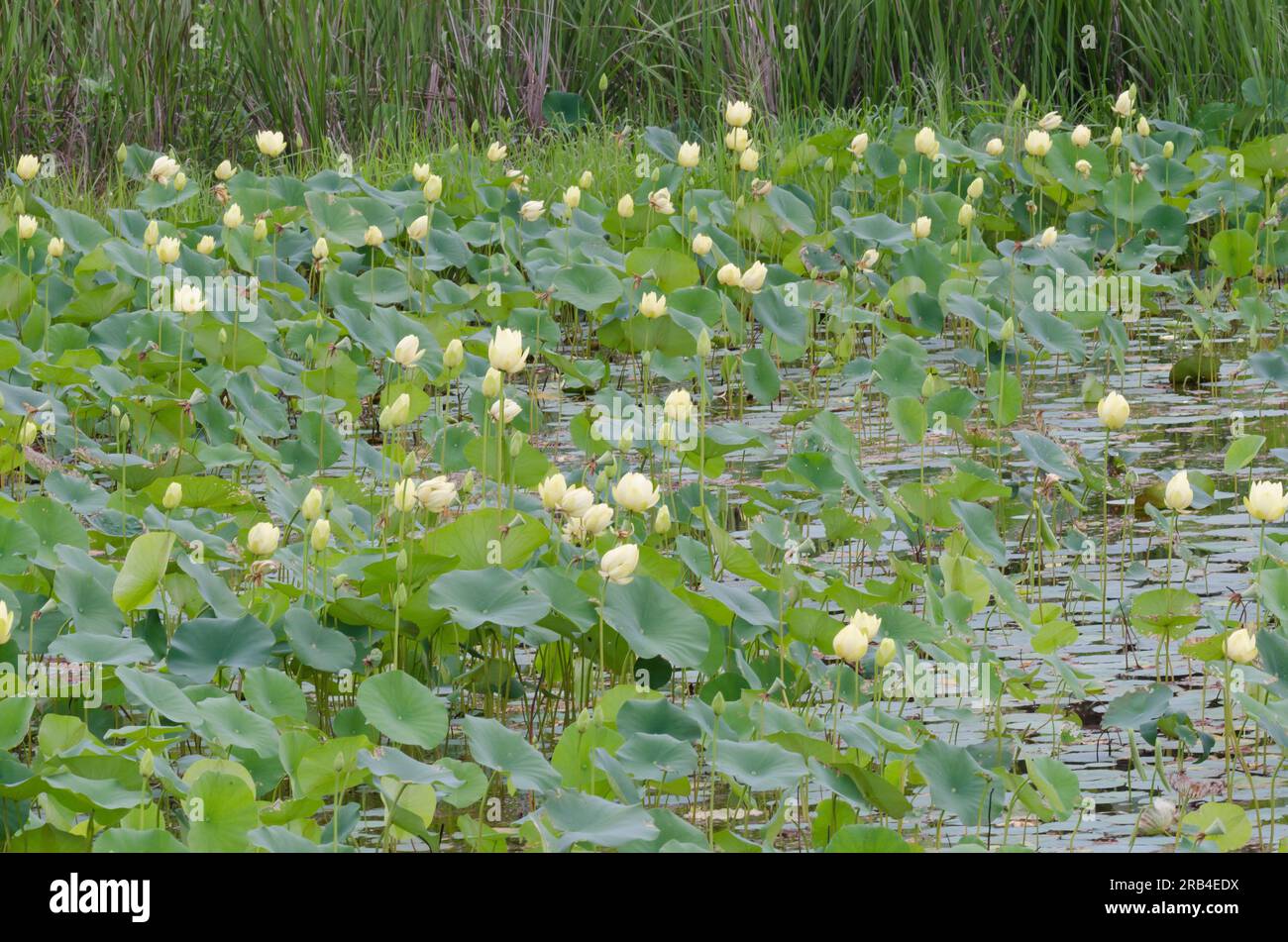 American lotus, Nelumbo lutea Stock Photo - Alamy