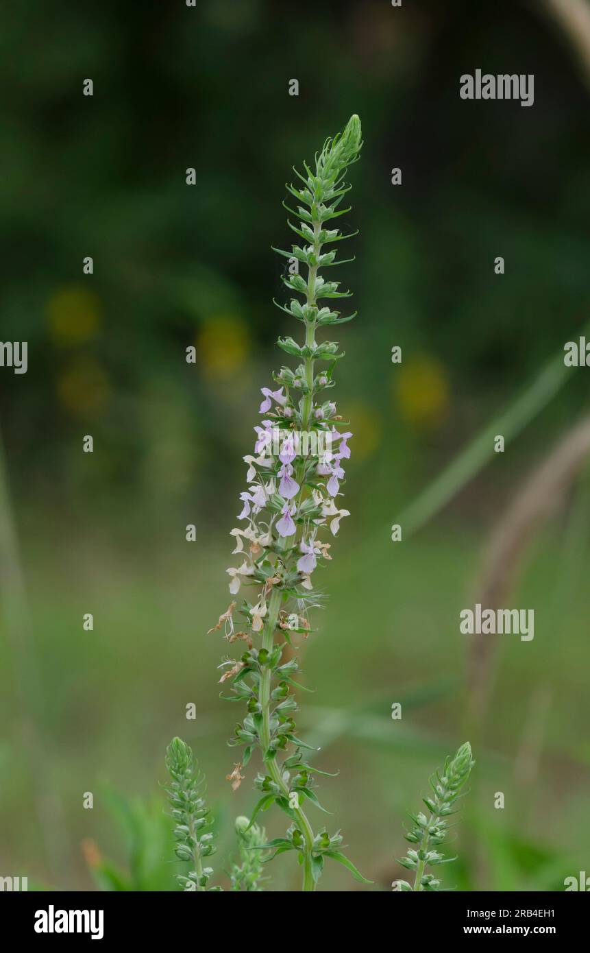 American Germander, Teucrium canadense Stock Photo - Alamy