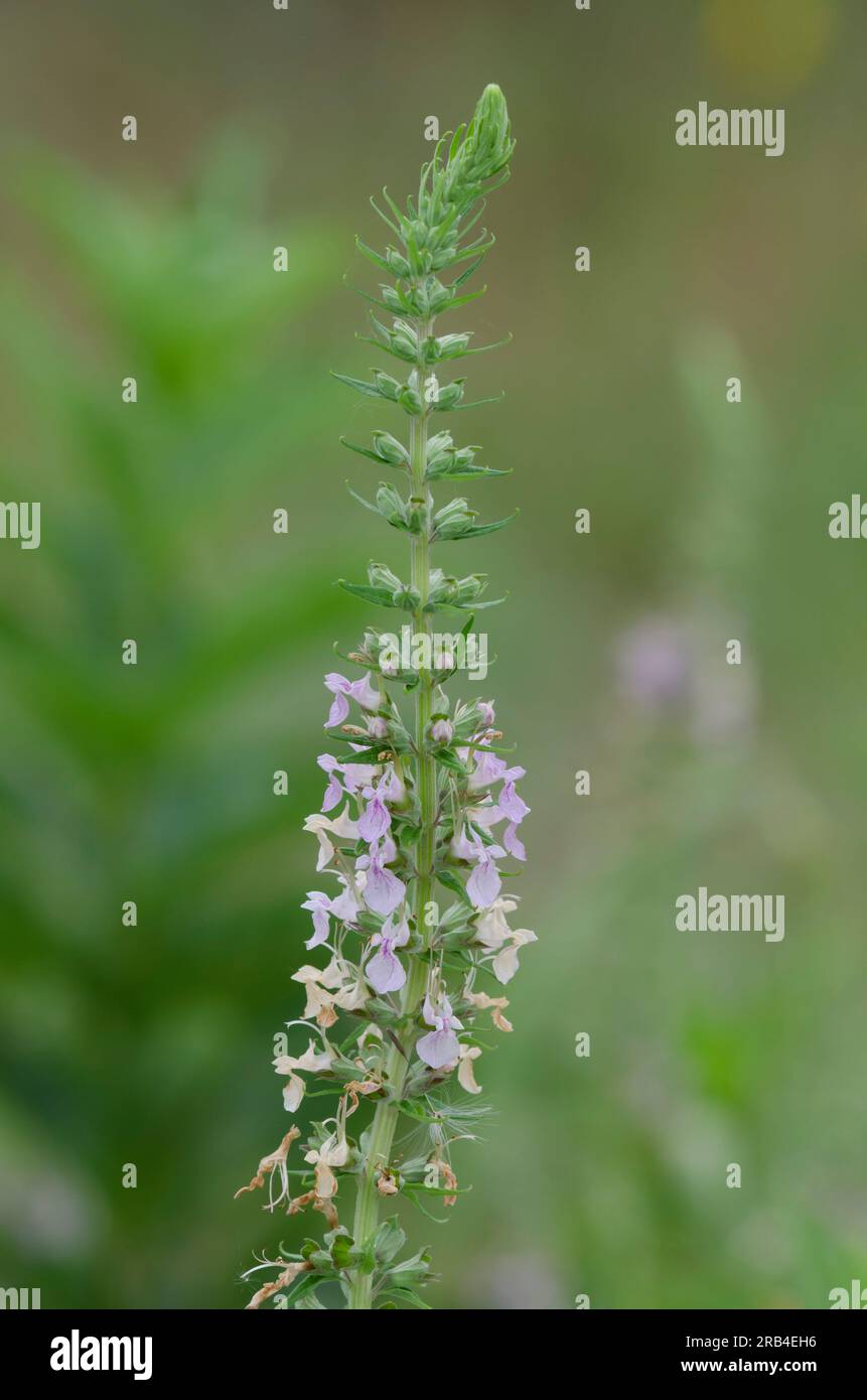 American Germander, Teucrium canadense Stock Photo - Alamy