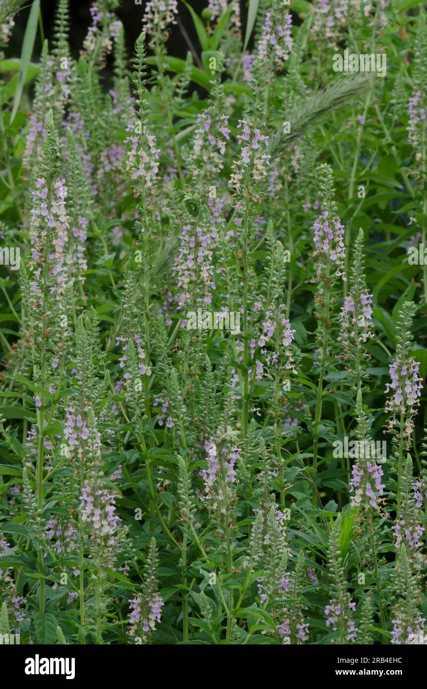 Germander wood sage hi-res stock photography and images - Alamy